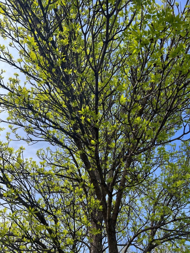 Aspen, a city named for a tree, goes big on Arbor Day | AspenTimes.com